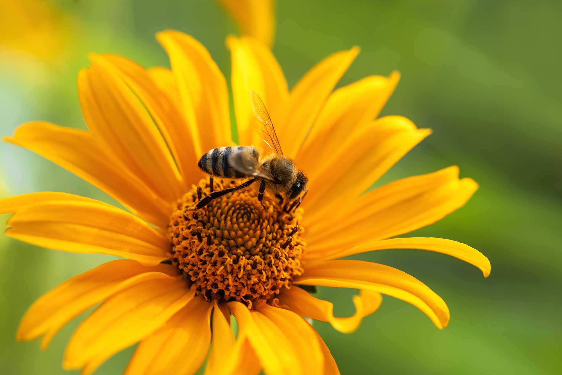 Encouraging Bees & Other Pollinators